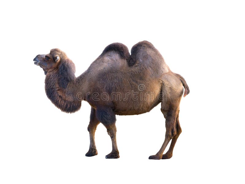 5,734 Camel White Background Stock Photos - Free & Royalty-Free Stock ...
