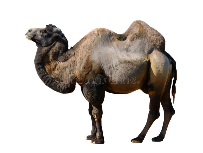 Camel stock photo. Image of isolation, asia, nature, high - 49415624