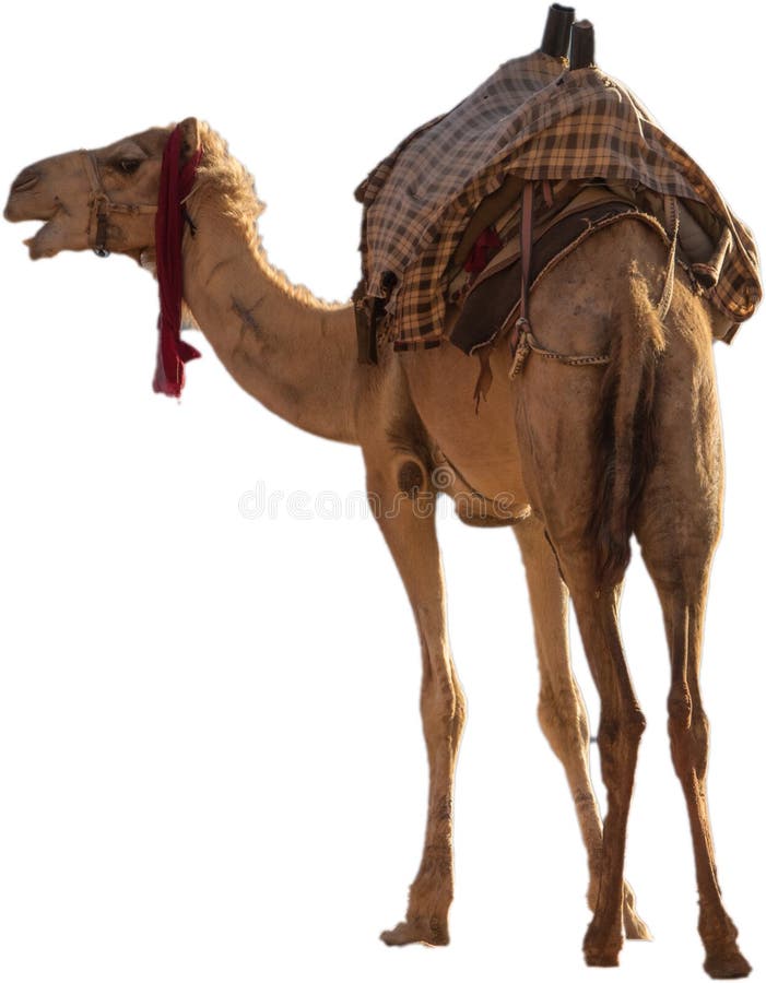 Camel Front View Isolated White Background Stock Photos - Free ...