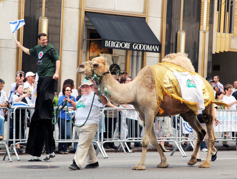 Camel on israel parade. editorial image. Image of marching - 19786475