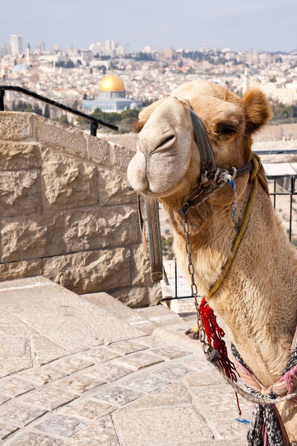 Camel Jerusalem stock image. Image of religious, city - 18096447
