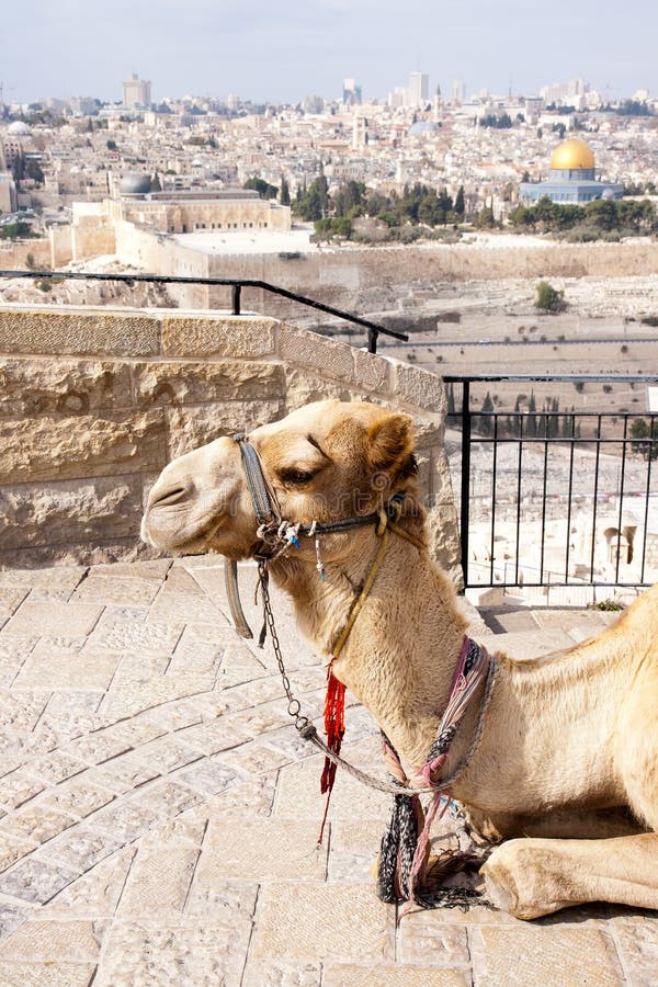 Camel Jerusalem stock image. Image of religious, city - 18096447