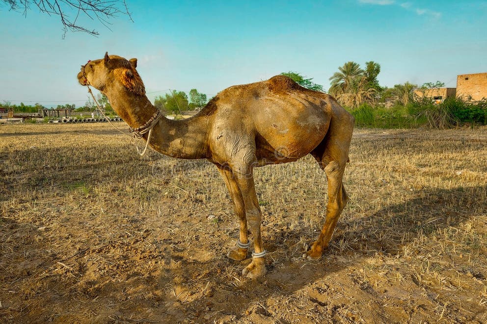 Camel - the king of desert stock image. Image of horse - 286490785