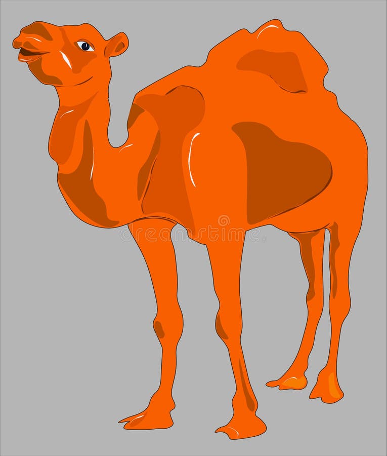 Camel - King of the Desert stock vector. Illustration of nature - 171771372