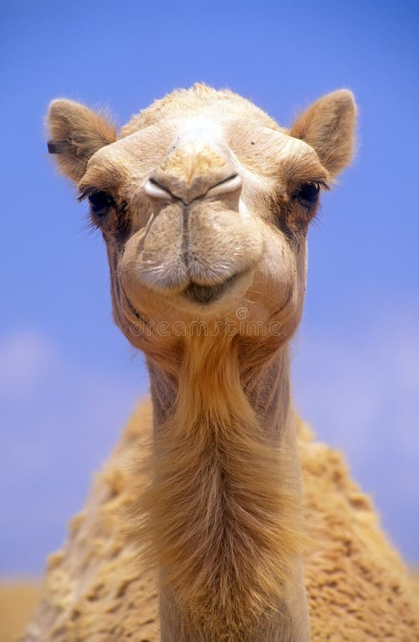 Camel L Portrait, Front View Stock Image - Image of camel, cute: 72658807