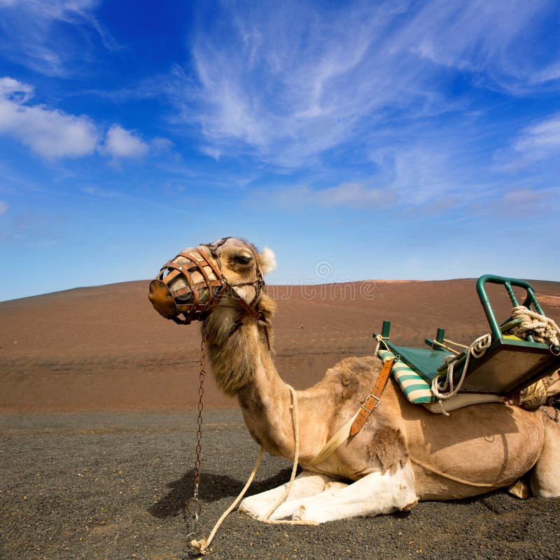 Camel in Lanzarote in Timanfaya Fire Mountains Stock Image - Image of ...