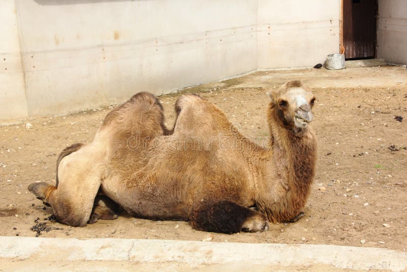 Camel. stock image. Image of hump, desert, colors, heat - 36451201