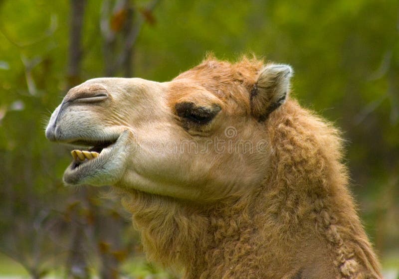 Camel Laughing stock photo. Image of laugh, middle, egypt - 1211878