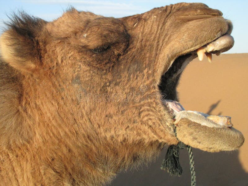 Camel Laughing stock image. Image of jawning, camel, laughing - 25354435