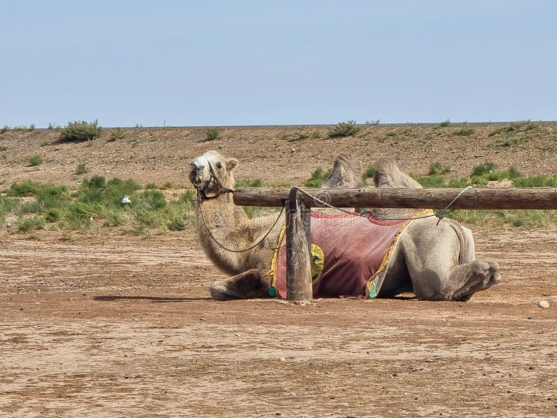 Camel stock image. Image of savanna, farm, mammal, bovine - 331409885
