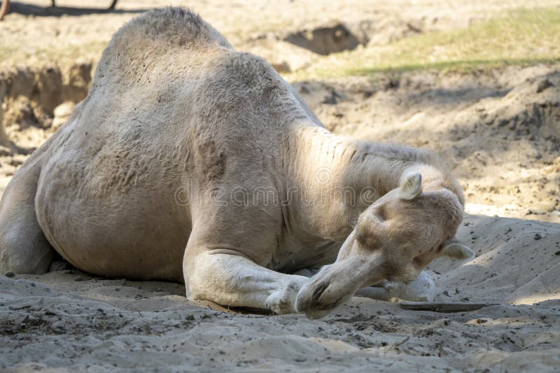 Camel Laying Down stock image. Image of outdoor, animal - 376894431