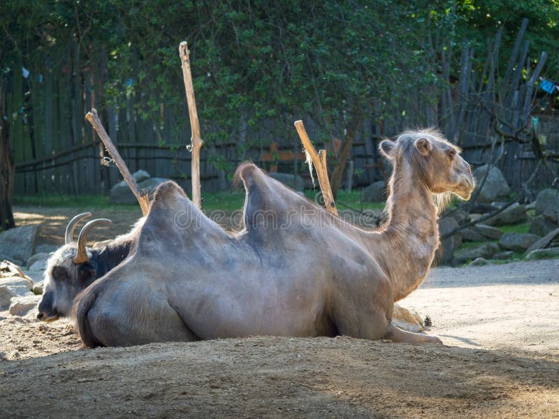 Side view of a camel stock photo. Image of cushion, sand - 14986260