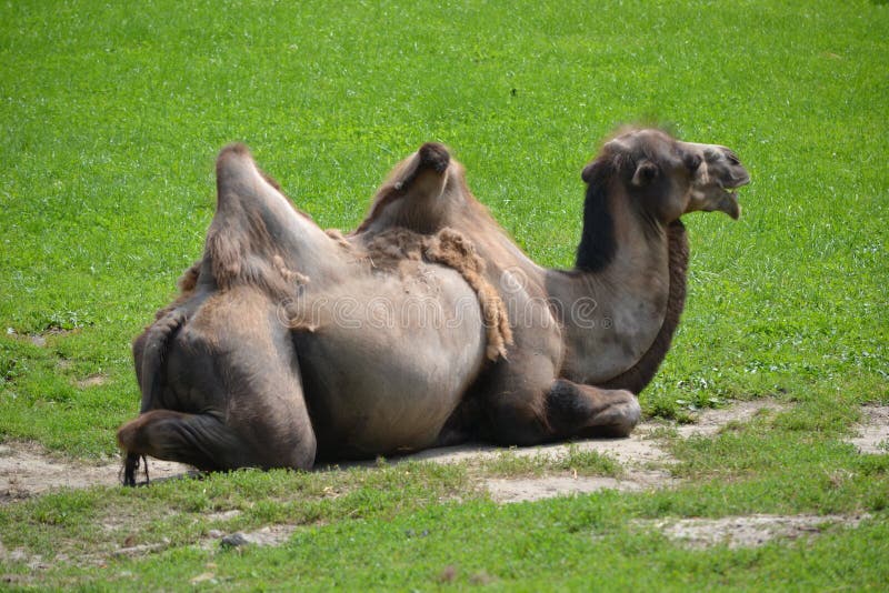 Camel laying down. stock image. Image of loneliness, heat - 39996091