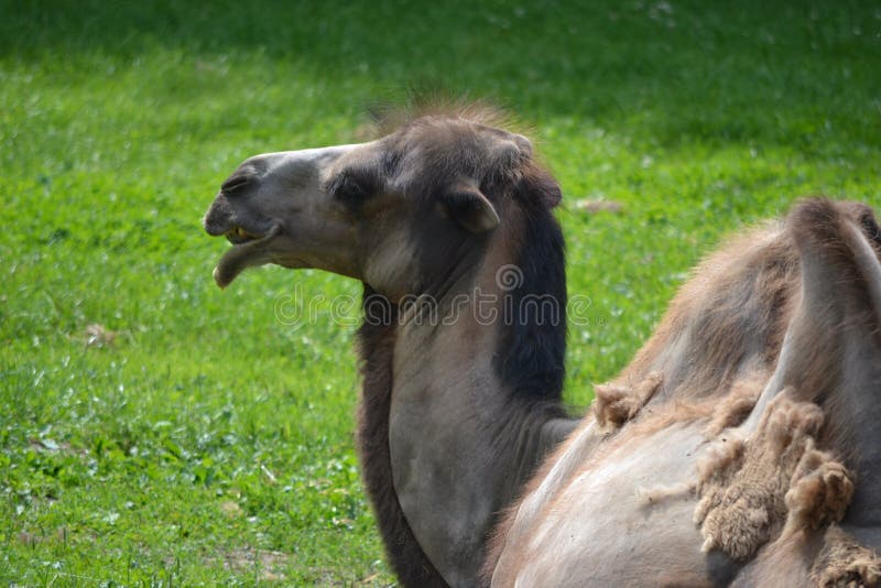 Camel - Close-up Photograph Stock Photo - Image of dromedary, africa ...