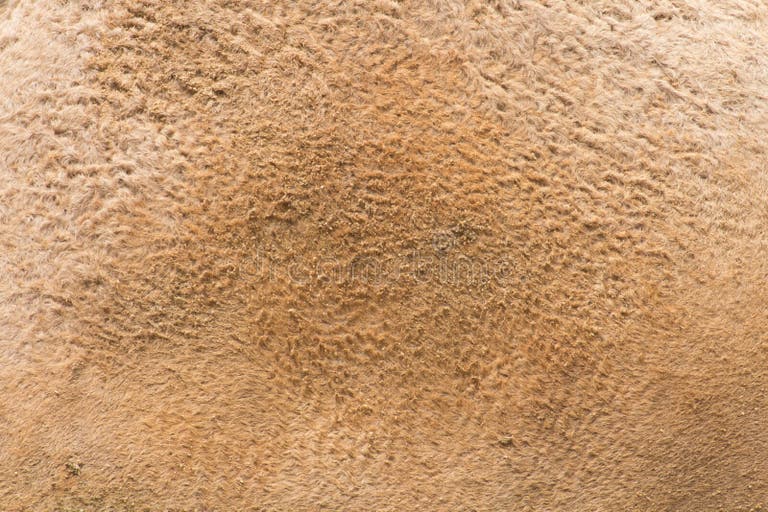Camel Pelt Stock Photos - Free & Royalty-Free Stock Photos from Dreamstime