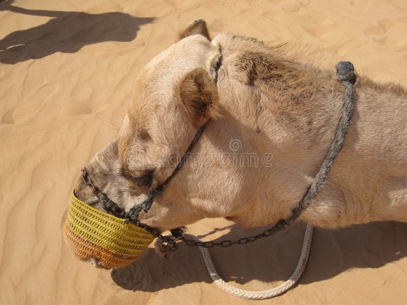 Camel, Camel Like Mammal, Arabian Camel, Snout Stock Photo - Image of ...