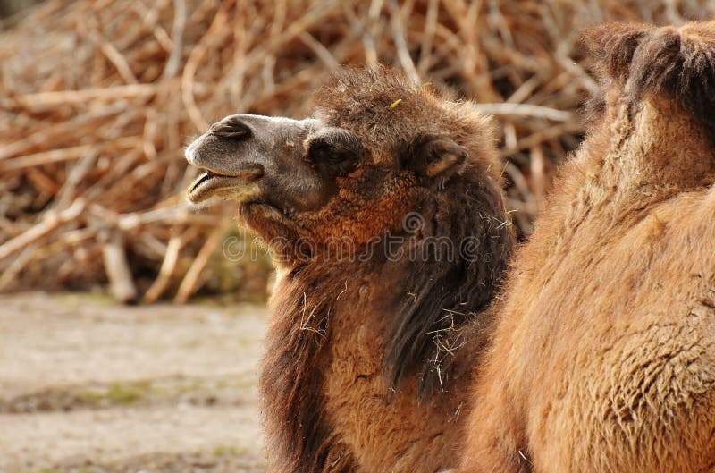 Camel, Camel Like Mammal, Terrestrial Animal, Fauna Picture. Image ...