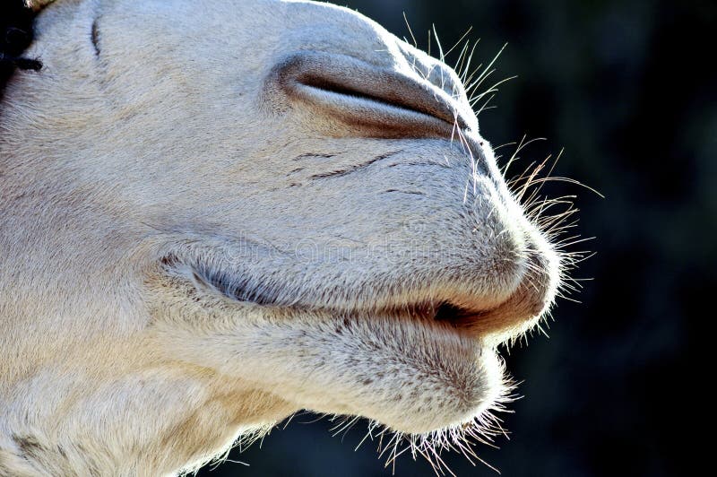 Camel lips stock photo. Image of mouth, nostril, desert - 13252862