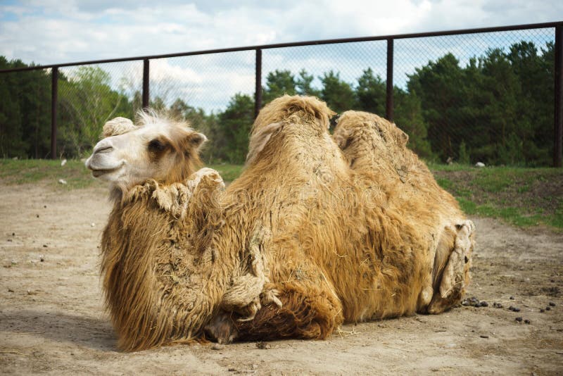 A camel stock photo. Image of deer, farm, horn, ostrich - 231305876