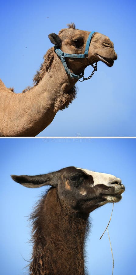 Camel and Llama Collage stock photo. Image of exotic - 232626652