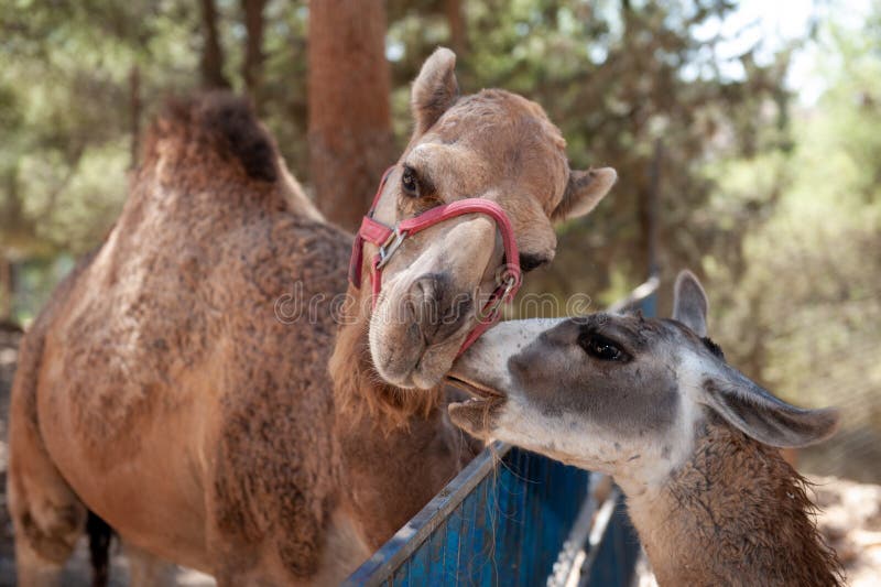A Camel and a Llama in Separate Enclosures Meet at a Fence and Rub ...