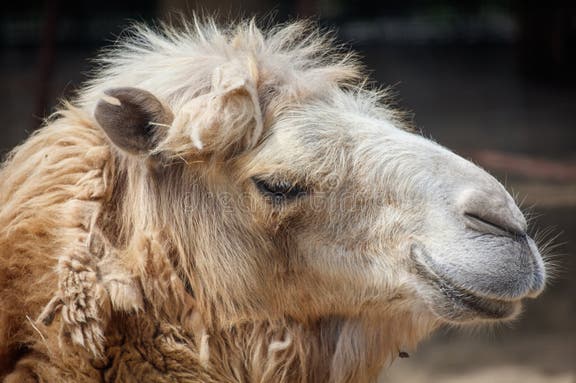 3,365 Beautiful Young Camel Toes Stock Photos - Free & Royalty-Free ...