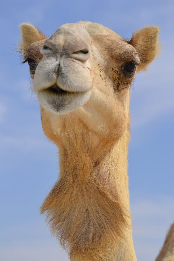 Camel look stock photo. Image of animal, long, camel - 66057624