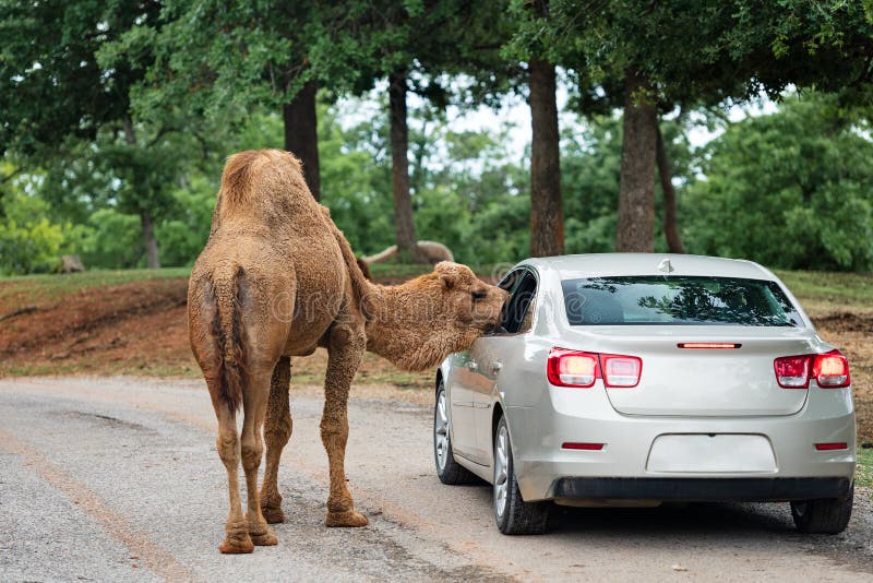 1,154 Car Camel Stock Photos - Free & Royalty-Free Stock Photos from ...
