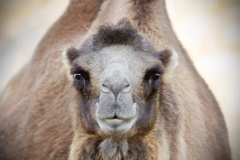 Camel looking at camera stock image. Image of large, animal - 45211143