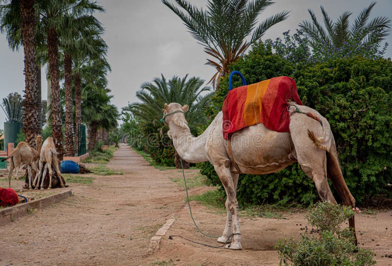 475 Camel Palm Trees Stock Photos - Free & Royalty-Free Stock Photos ...