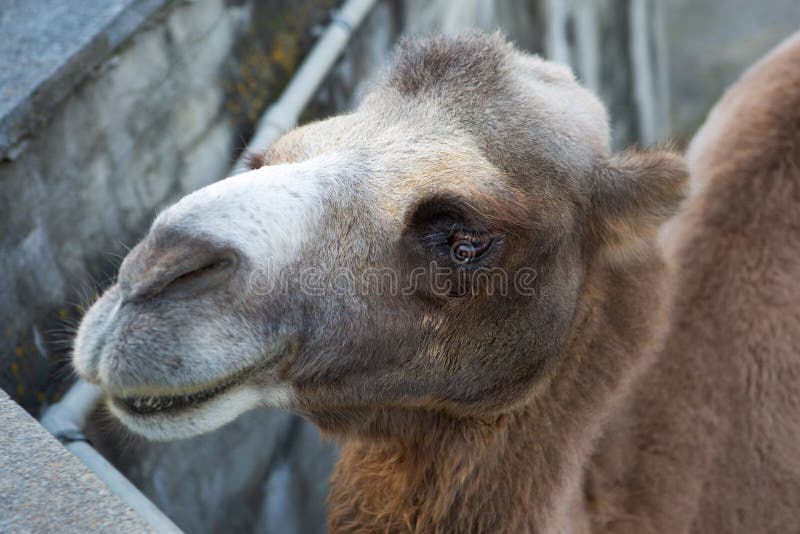 The Camel Looks at the Camera Stock Photo - Image of arabia, cute ...