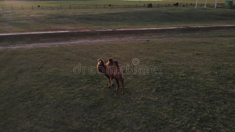 A Camel Looks at a Drone Flying Around it Stock Footage - Video of ...