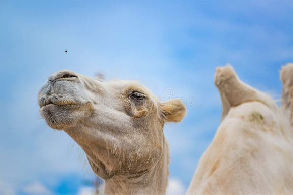 Camel Looks at the Flies Close Up Stock Image - Image of face, desert ...