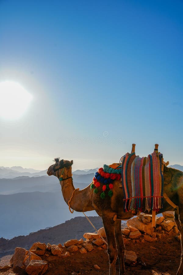 Camel looks at the sunrise stock image. Image of temple - 343464323