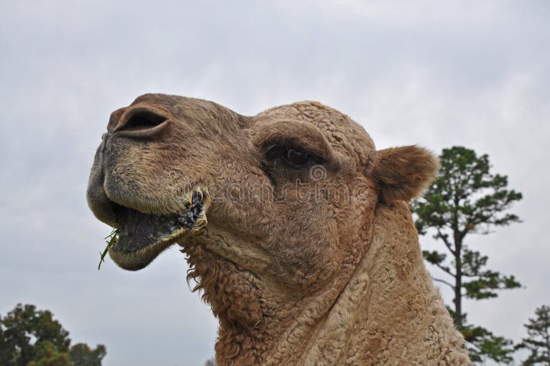 Camel at lunch stock image. Image of leaves, heat, sand - 11700505
