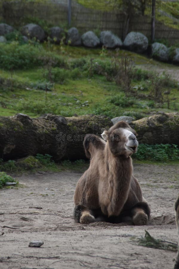 A Relaxing Camel stock image. Image of animal, outdoor - 340961205