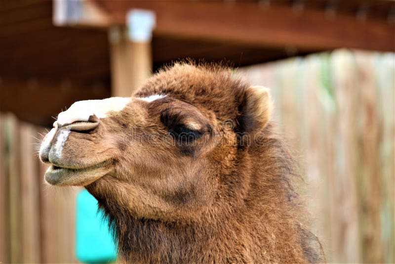 Funny Face Camel stock photo. Image of cute, animal - 115978800