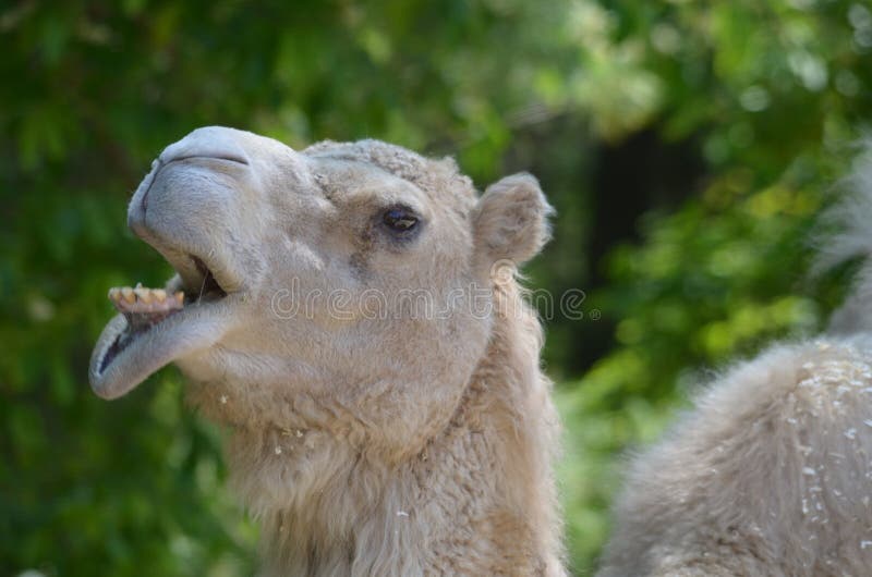 Camel Making Very Funny Faces with His Lips Stock Image - Image of ...