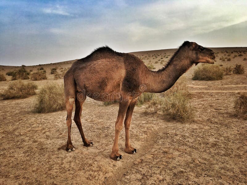Camel stock photo. Image of persian, persia, maranjab - 79562734