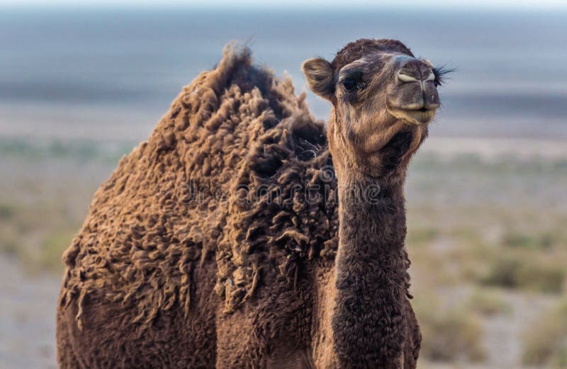 Camel on Maranjab Desert, Iran Stock Photo - Image of maranjab, iranian ...