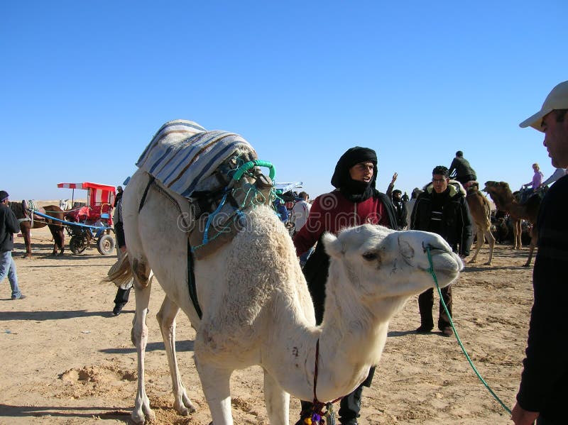 Camel at the Mediterranean Sea`s Cost Editorial Stock Image - Image of ...