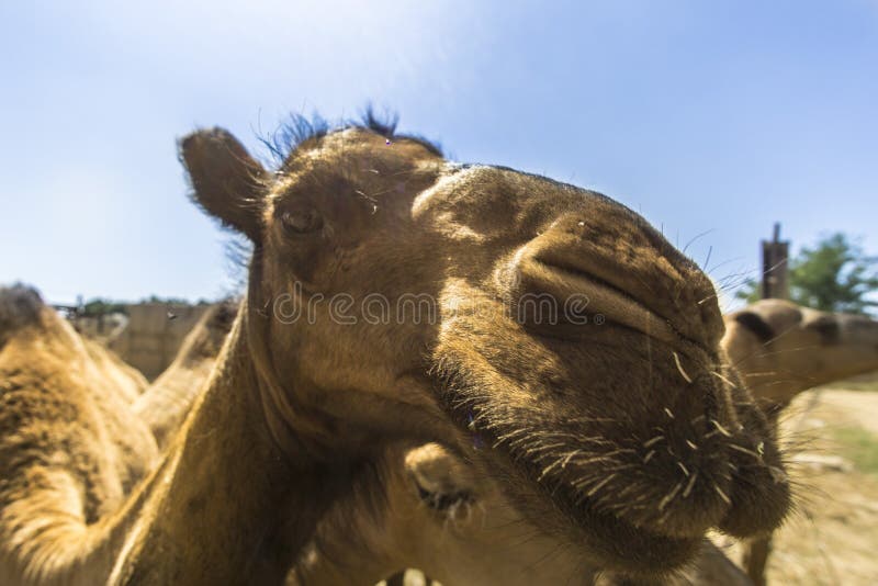 Camel mill stock image. Image of wild, mill, camel, funy - 76245251