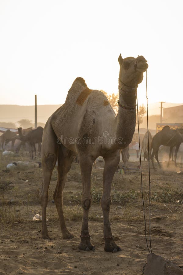 Morning sunrise scene stock image. Image of landscape - 66324991