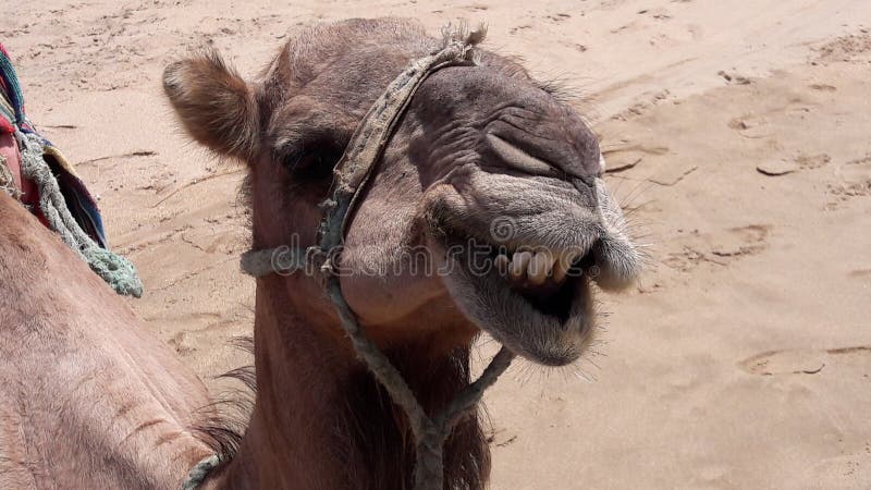 Race Tangier Stock Photos - Free & Royalty-Free Stock Photos from ...