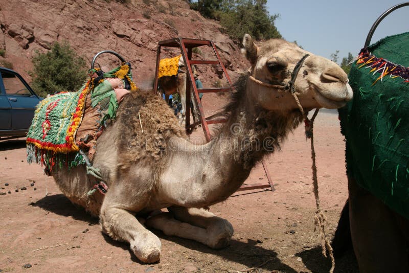 Camel in Morocco stock image. Image of marrakesh, marrakech - 6253167
