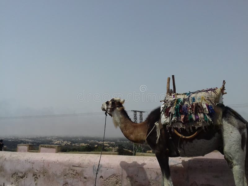 Camel in the mountain stock image. Image of desert, camel - 106493701