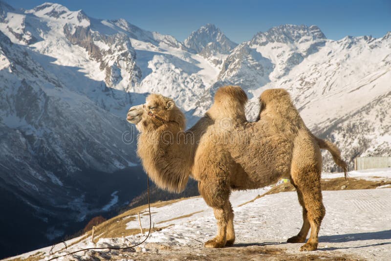 824 Cold Camel Stock Photos - Free & Royalty-Free Stock Photos from ...