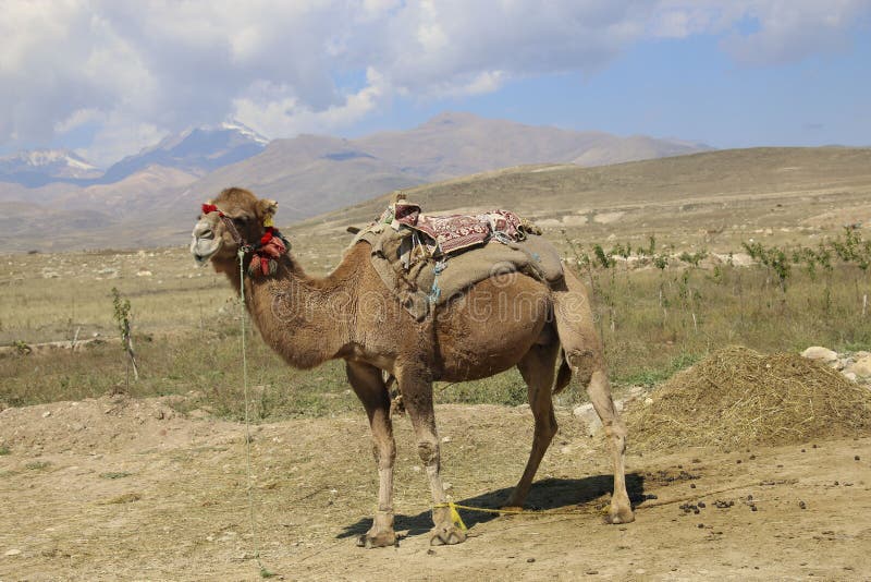 Camel in Multi-colored Pompons Near the Summit of the Inactive V Stock ...