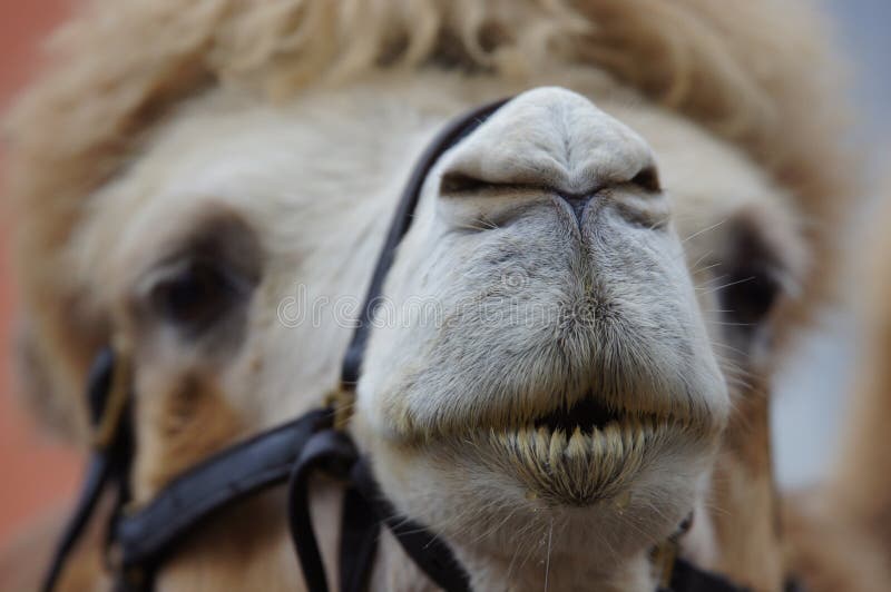Camel Muzzle Picture. Image: 86574317