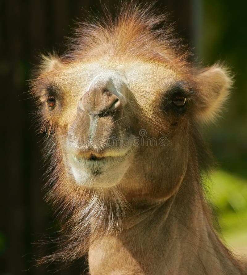 Camel stock photo. Image of headed, muzzle, desert, curly - 61986176